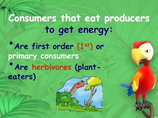 EcosystemEnergyFlow_FOOD CHAIN AND ENERGY TRANSFER.ppt