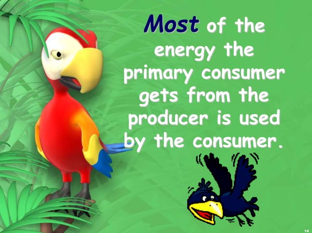 EcosystemEnergyFlow_FOOD CHAIN AND ENERGY TRANSFER.ppt