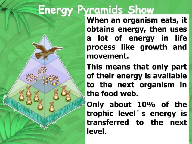 EcosystemEnergyFlow_FOOD CHAIN AND ENERGY TRANSFER.ppt