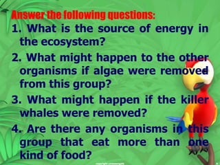 EcosystemEnergyFlow_FOOD CHAIN AND ENERGY TRANSFER.ppt