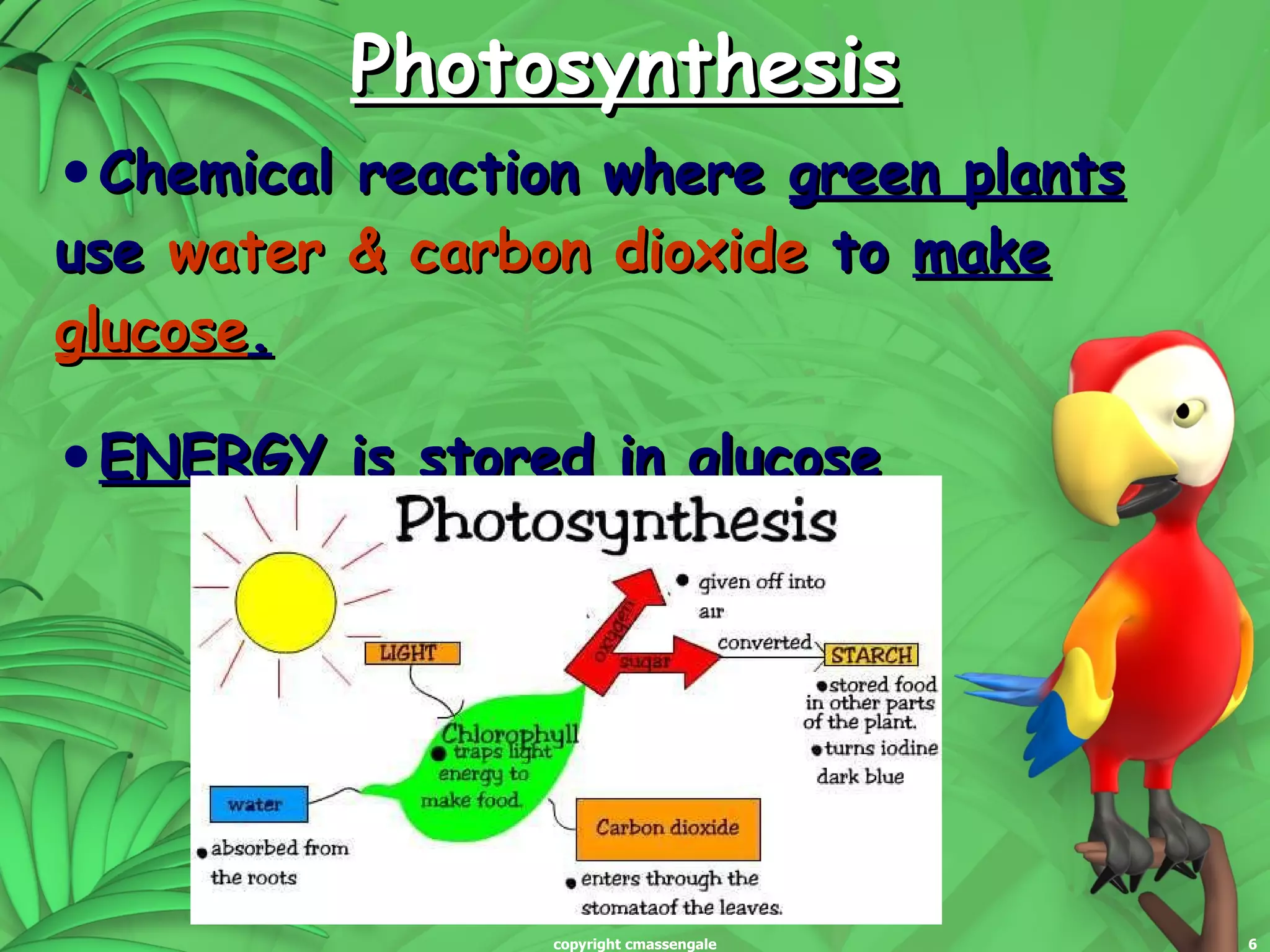 Ecosystem energy flow (part 1) | PPT