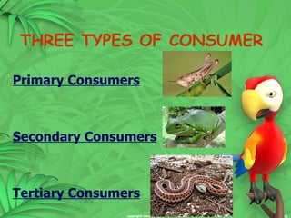 Ecosystem energy flow (part 1) | PPT