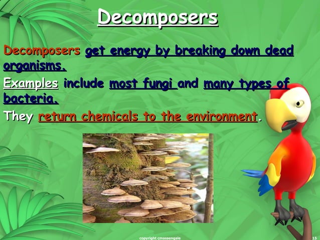 Ecosystem energy flow (part 1) | PPT