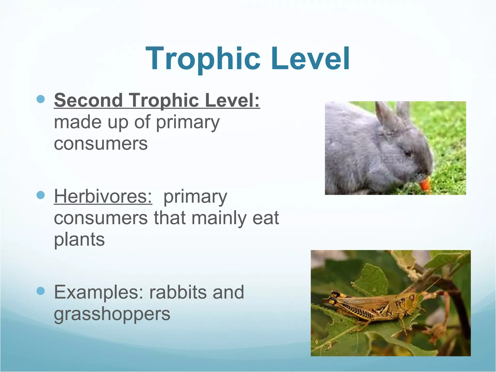 Ecosystem energy flow (part 2) | PPT | Science