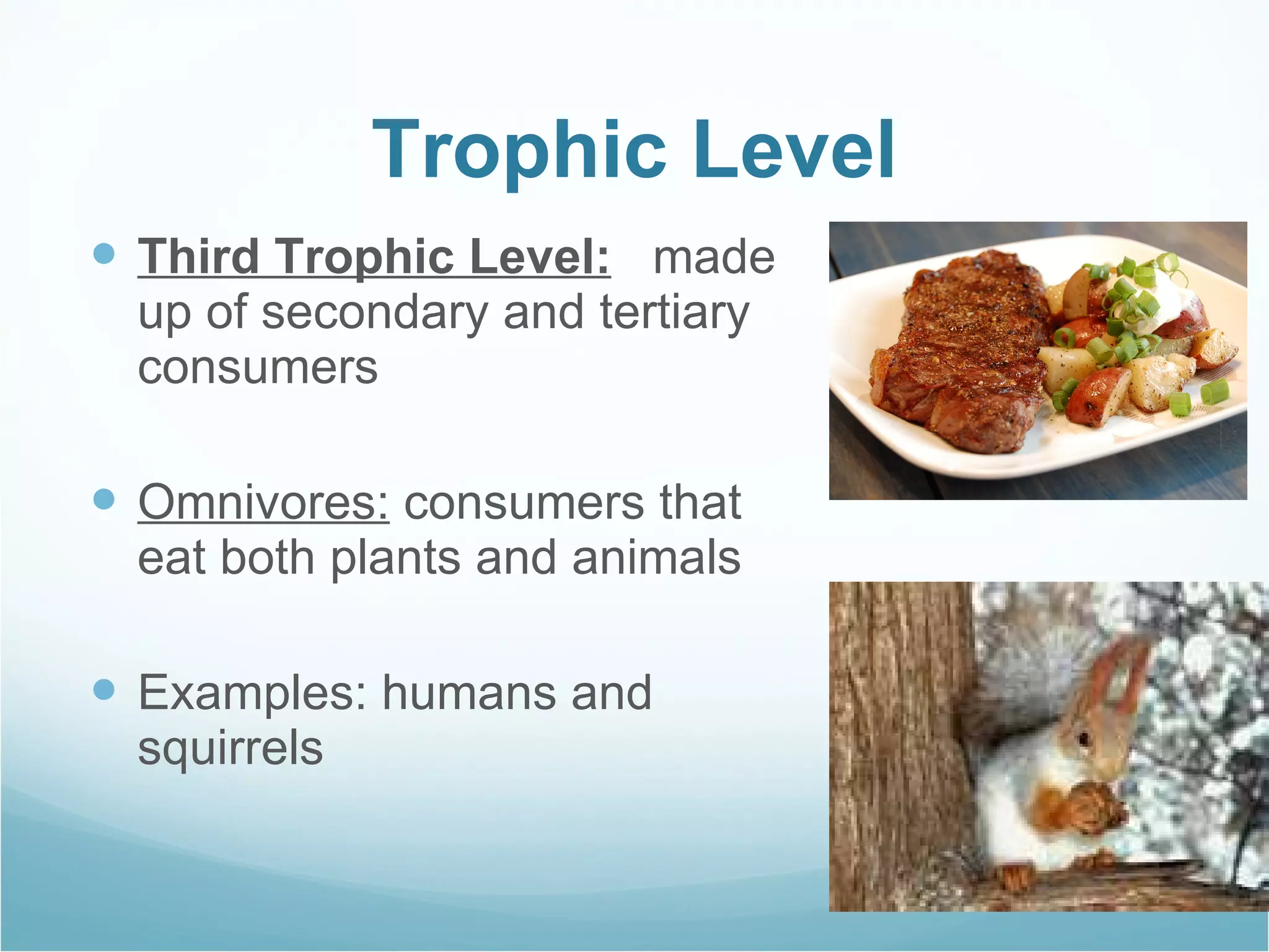 Ecosystem energy flow (part 2) | PPT | Science