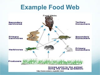 Ecosystem energy flow (part 2) | PPT | Science