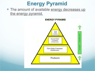 Ecosystem energy flow (part 2) | PPT | Science