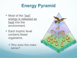 Ecosystem energy flow (part 2) | PPT | Science