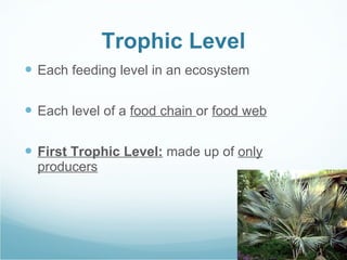 Ecosystem energy flow (part 2) | PPT | Science