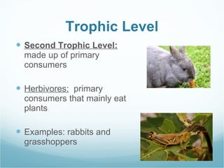 Ecosystem energy flow (part 2) | PPT