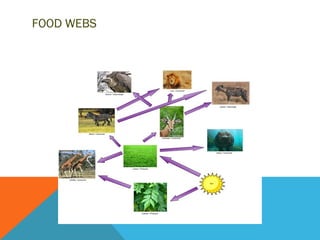 Ecosystem & food chains | PPT