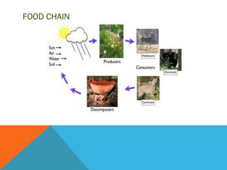 Ecosystem & food chains | PPT