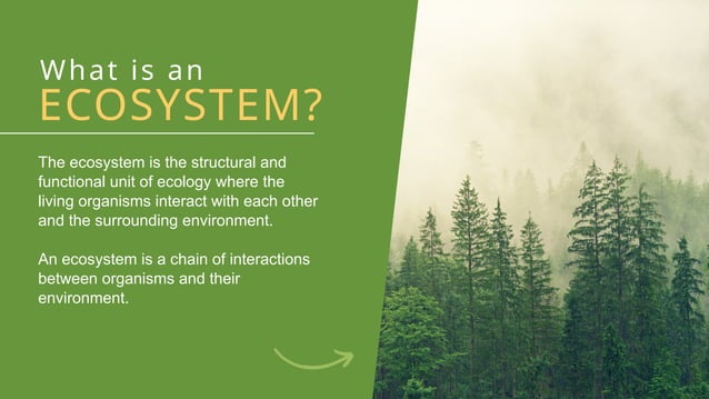 Ecosystem geography social science fun photo school project ...