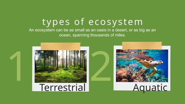 Ecosystem geography social science fun photo school project ...