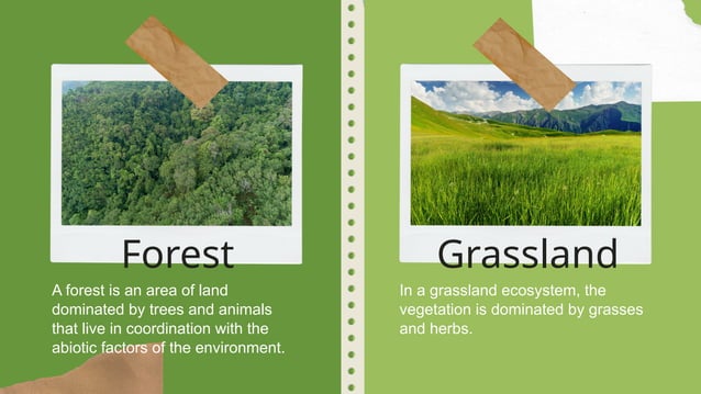 Ecosystem geography social science fun photo school project ...