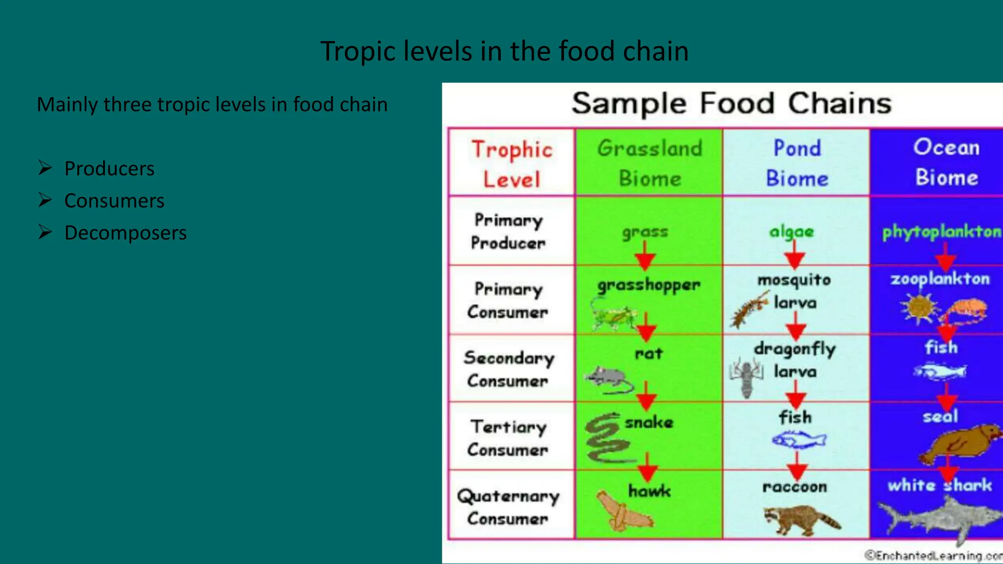 ECOSYSTEM HABITAT NICHE , FOOD CHAIN & WEB | PPT