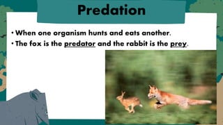 ECOSYSTEM HABITAT NICHE , FOOD CHAIN & WEB | PPTX