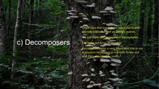 ECOSYSTEM NOTES .pptx | Geography | Science