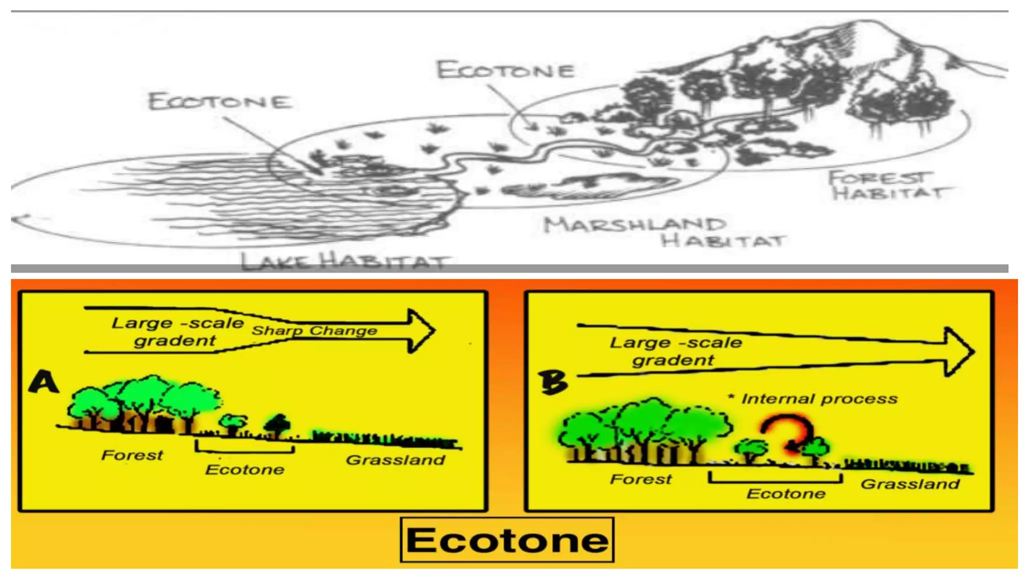 ecosystem open elective.pptx