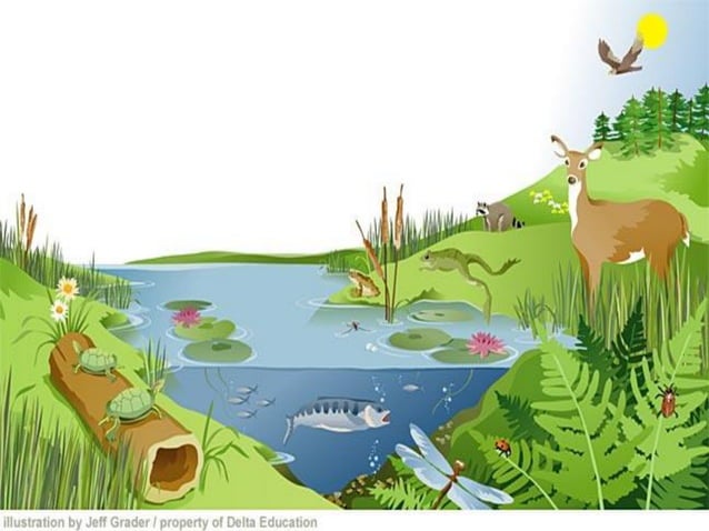 Ecosystem pic | PDF