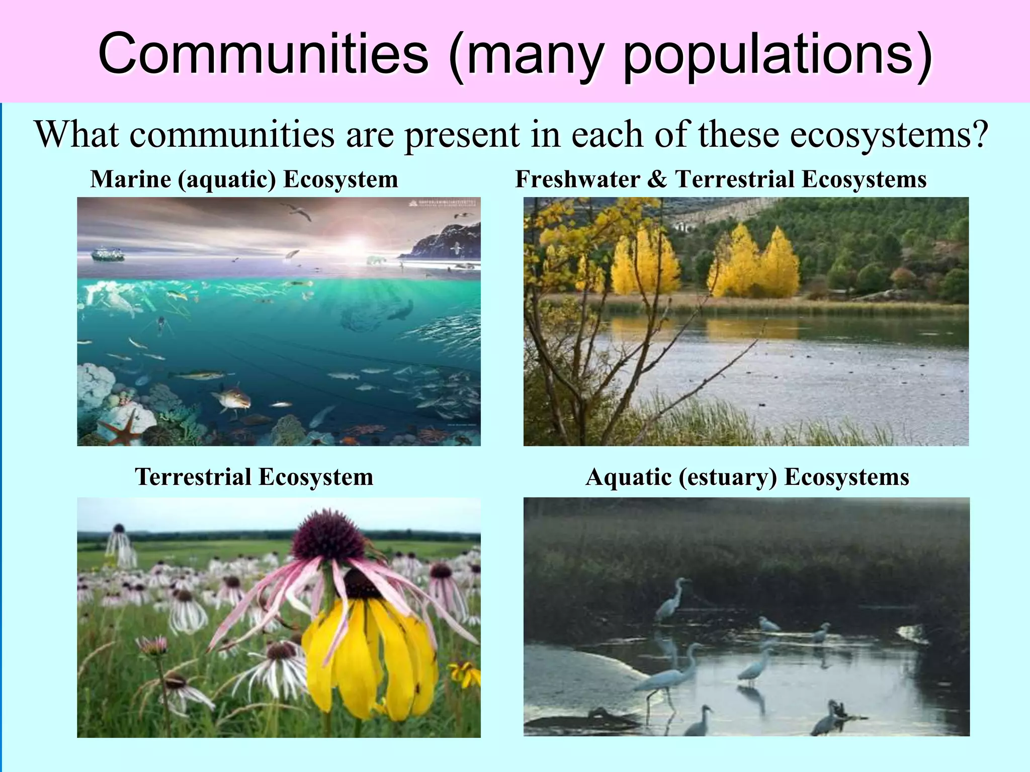 Ecosystem powerpoint | PPT