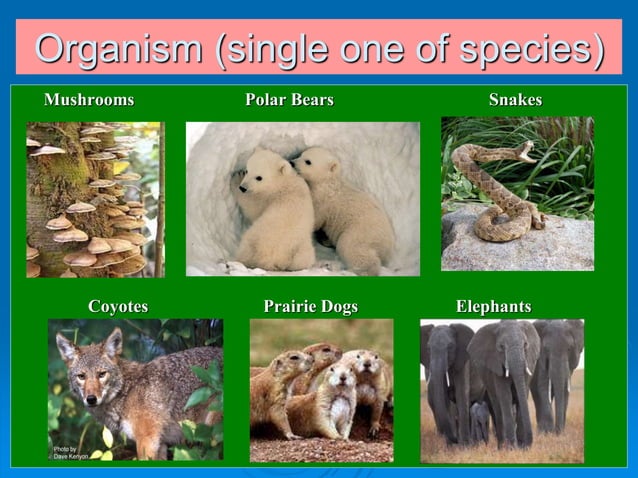 Ecosystem powerpoint | PPT