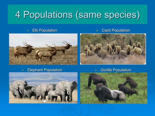 Ecosystem powerpoint | PPT