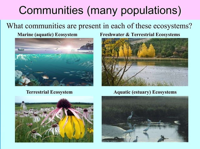 Ecosystem powerpoint | PPT