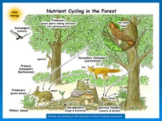 Ecosystem powerpoint | PPT