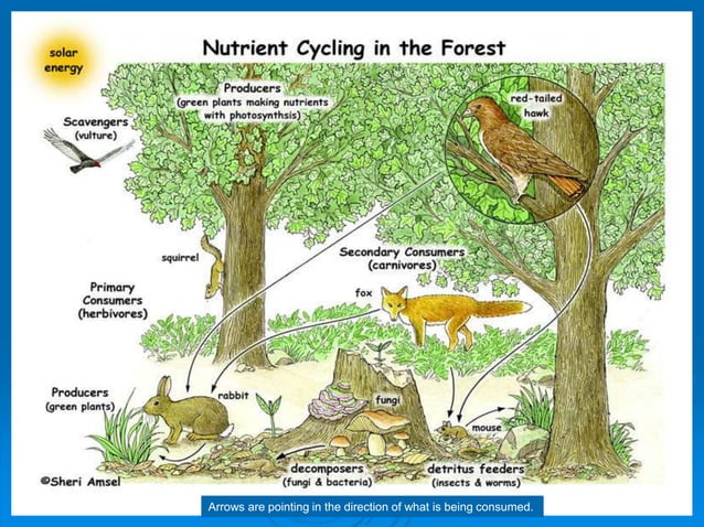 Ecosystem powerpoint | PPT
