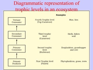 Ecosystem pp new | PPT