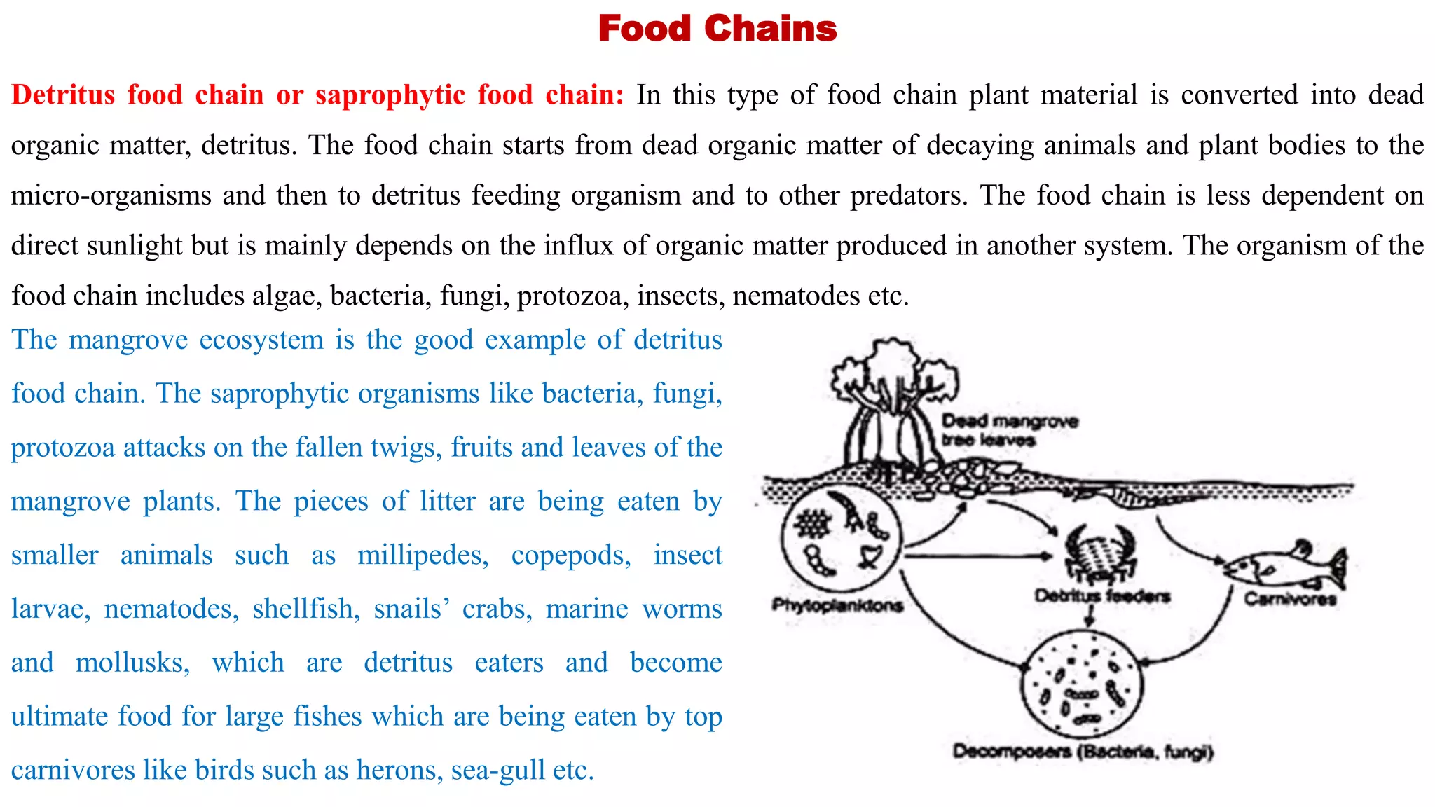 ECOSYSTEM PPT.pptx