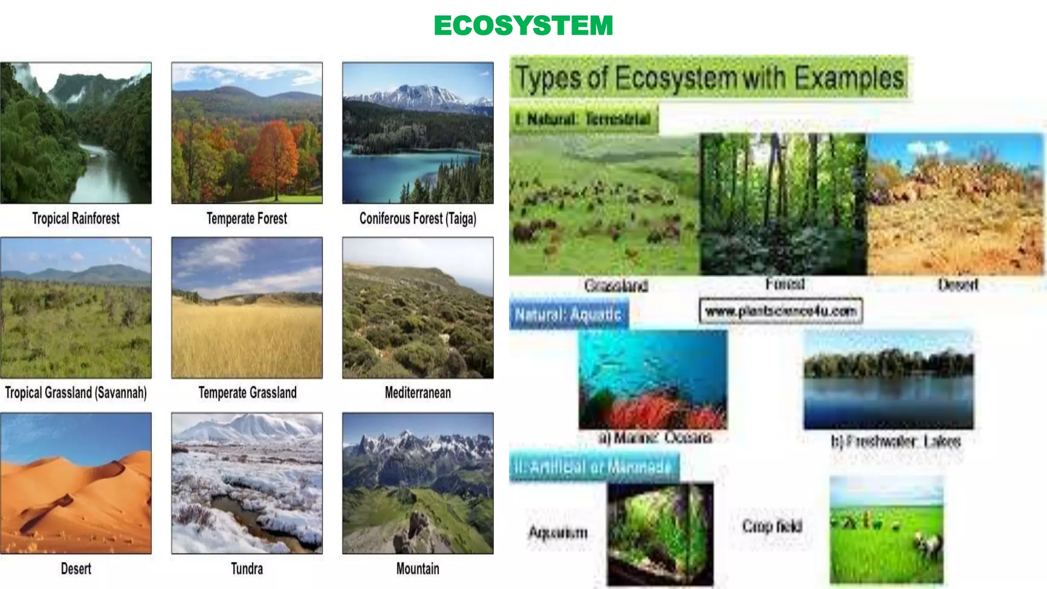 ECOSYSTEM PPT.pptx