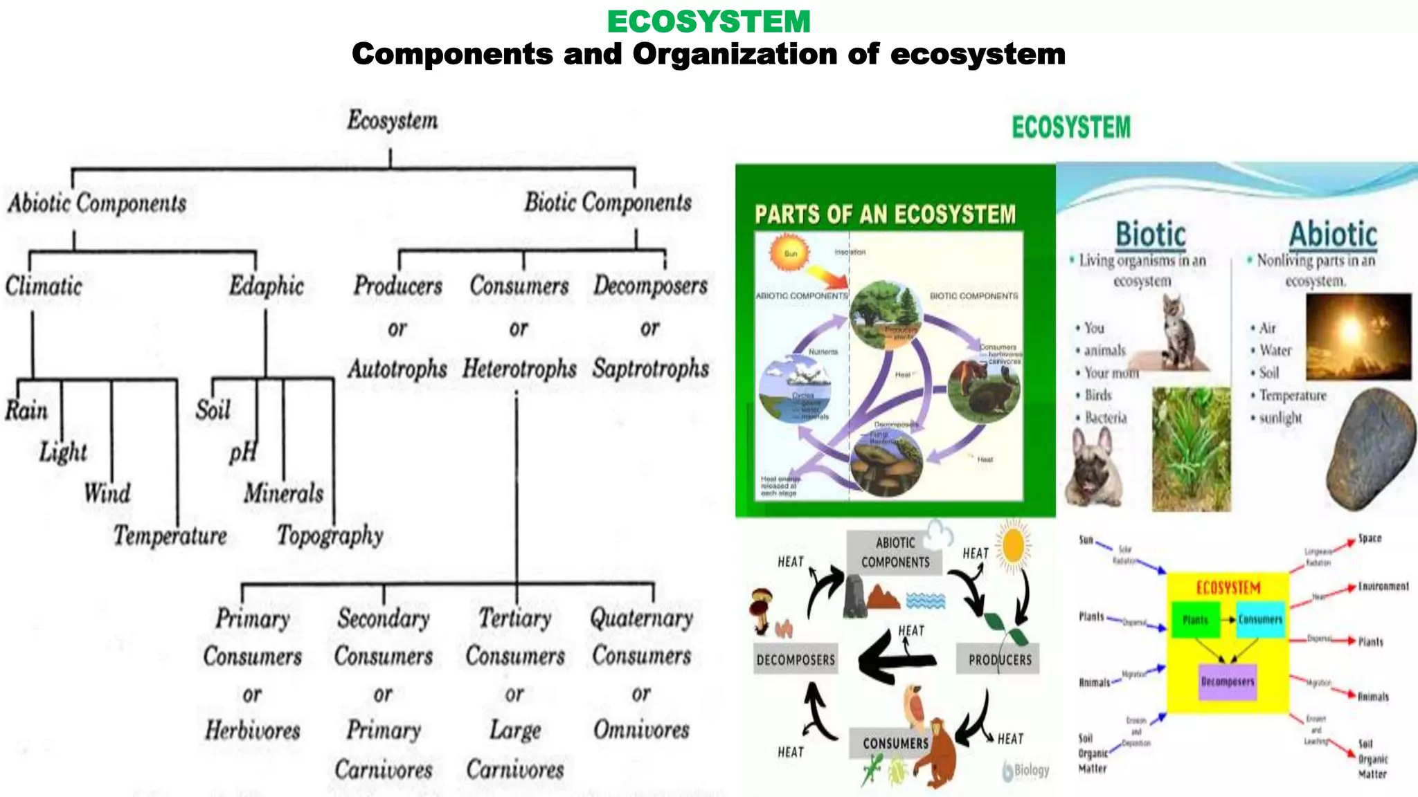 ECOSYSTEM PPT.pptx | Geography | Science