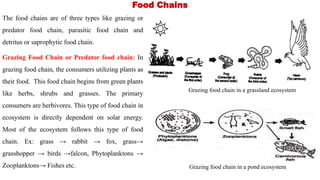 ECOSYSTEM PPT.pptx