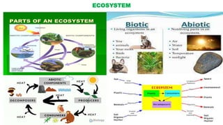ECOSYSTEM PPT.pptx | Geography | Science