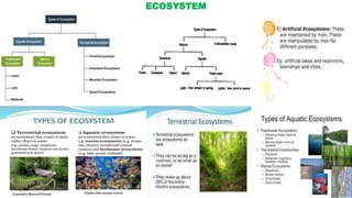 ECOSYSTEM PPT.pptx