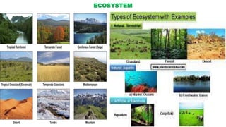 ECOSYSTEM PPT.pptx