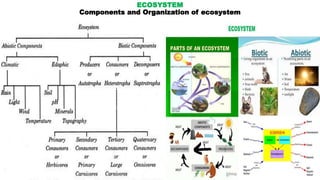 ECOSYSTEM PPT.pptx