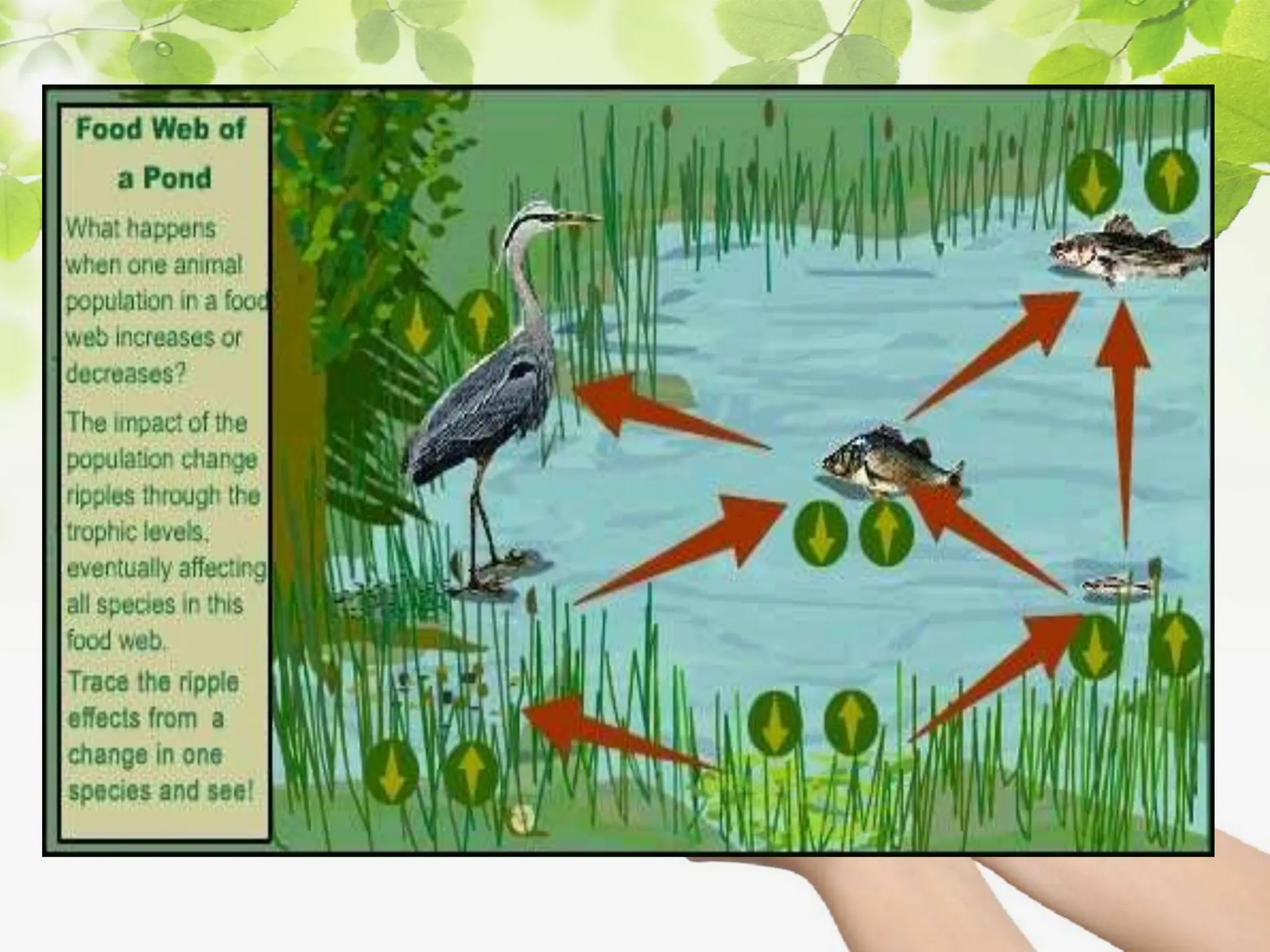 Ecosystem PPT. . . | PPT