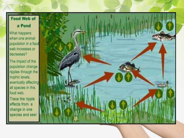 Ecosystem PPT. . . | PPT