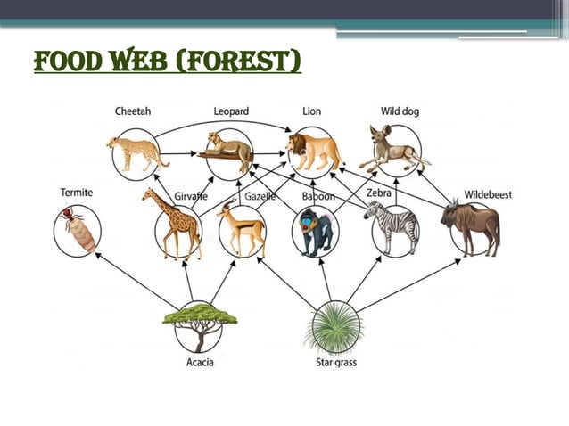 ECOSYSTEM PPT VG.On how to protect ecosystem | PPTX