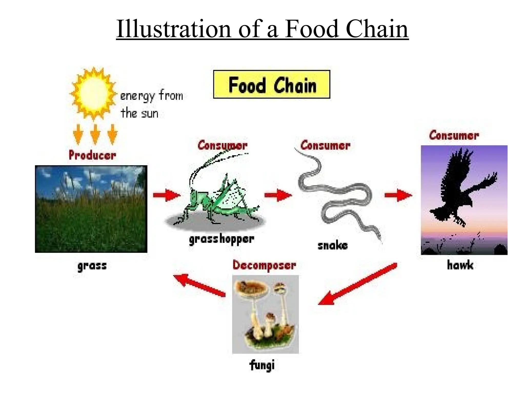 Ecosystem Presentation, food chain and food web | PPT