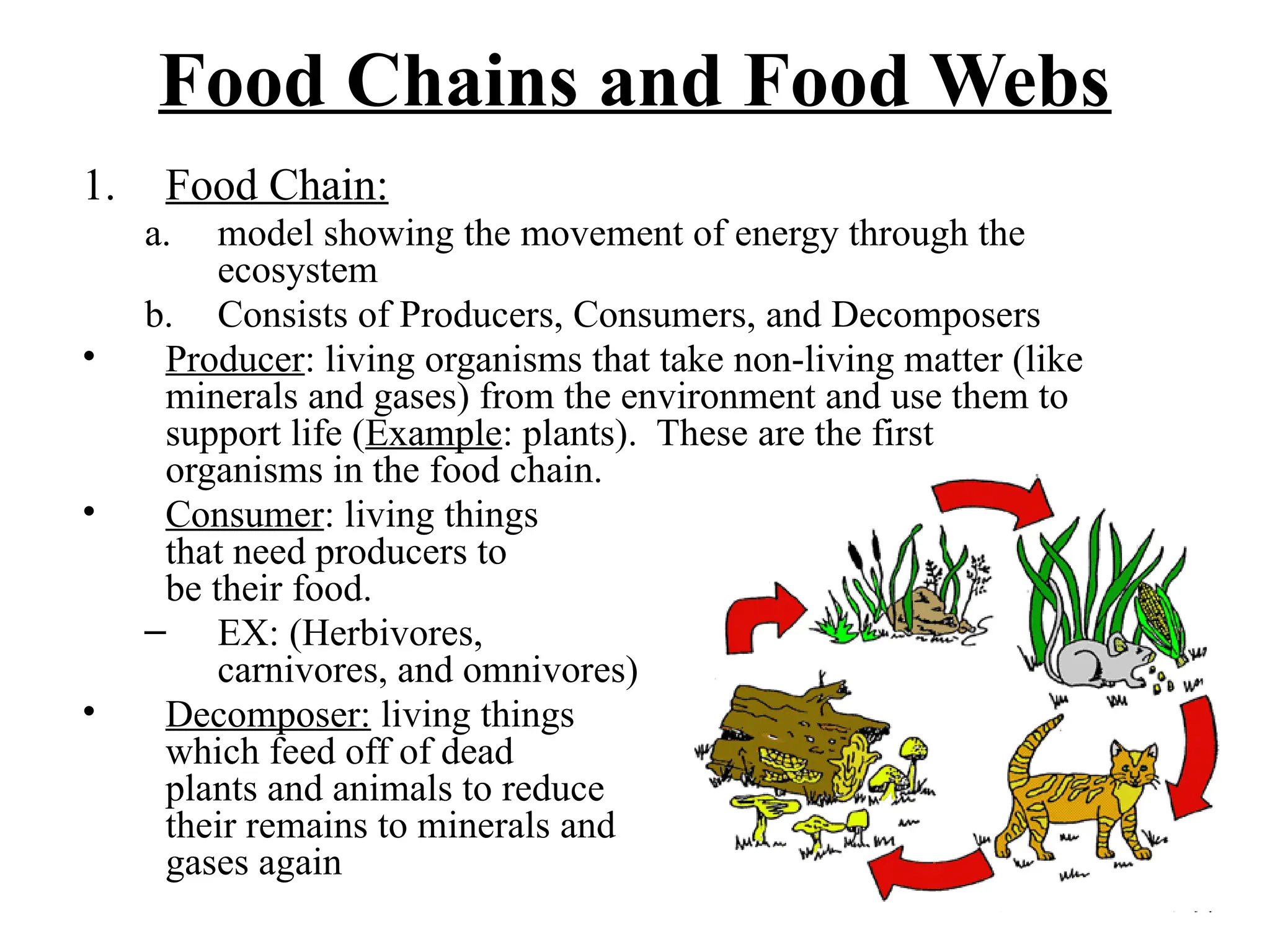 Ecosystem Presentation, food chain and food web | PPT