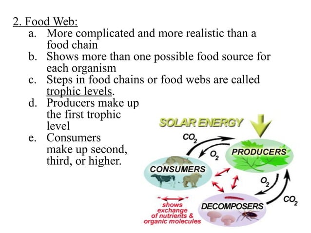 Ecosystem Presentation, food chain and food web | PPT