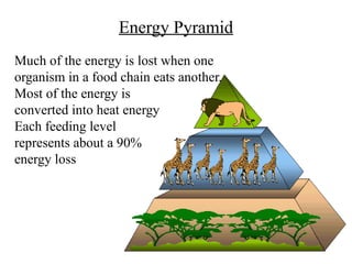 Ecosystem Presentation, food chain and food web | PPTX
