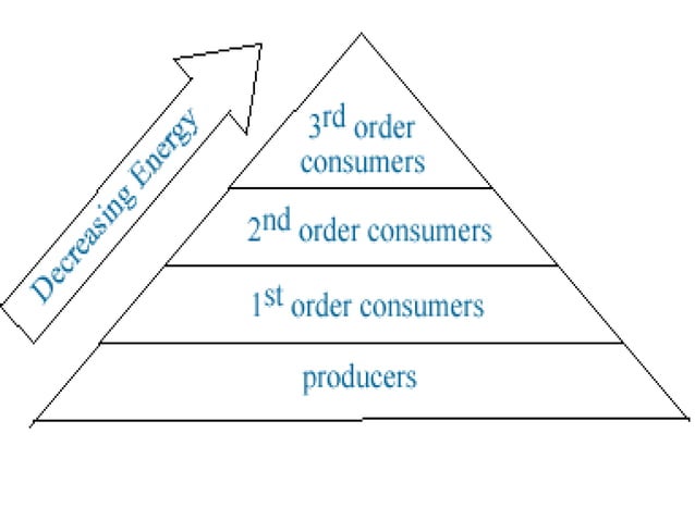 Ecosystem Presentation, food chain and food web | PPT