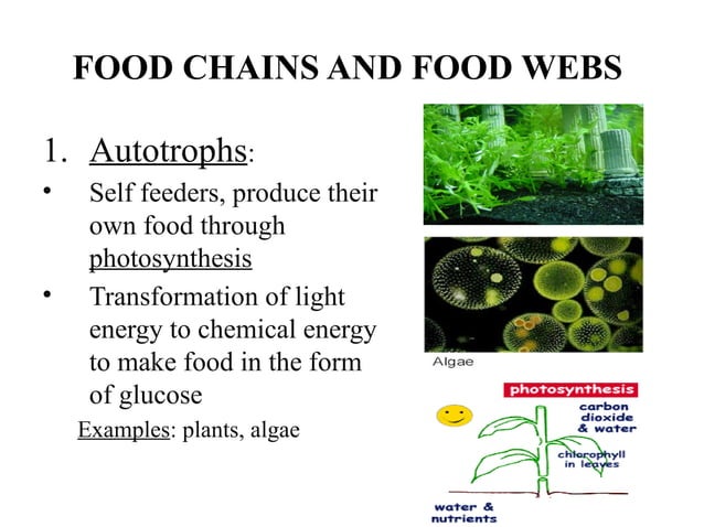 Ecosystem Presentation, food chain and food web | PPT