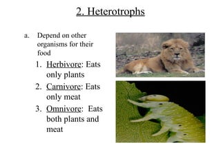 Ecosystem Presentation, food chain and food web | PPTX