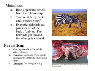 Ecosystem Presentation, food chain and food web | PPTX
